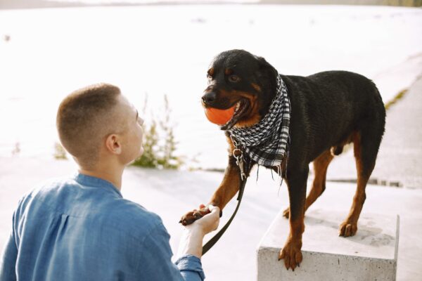 How Do You Become a Dog Trainer for Service Dogs? A Step-by-Step Guide - Pet Insight
